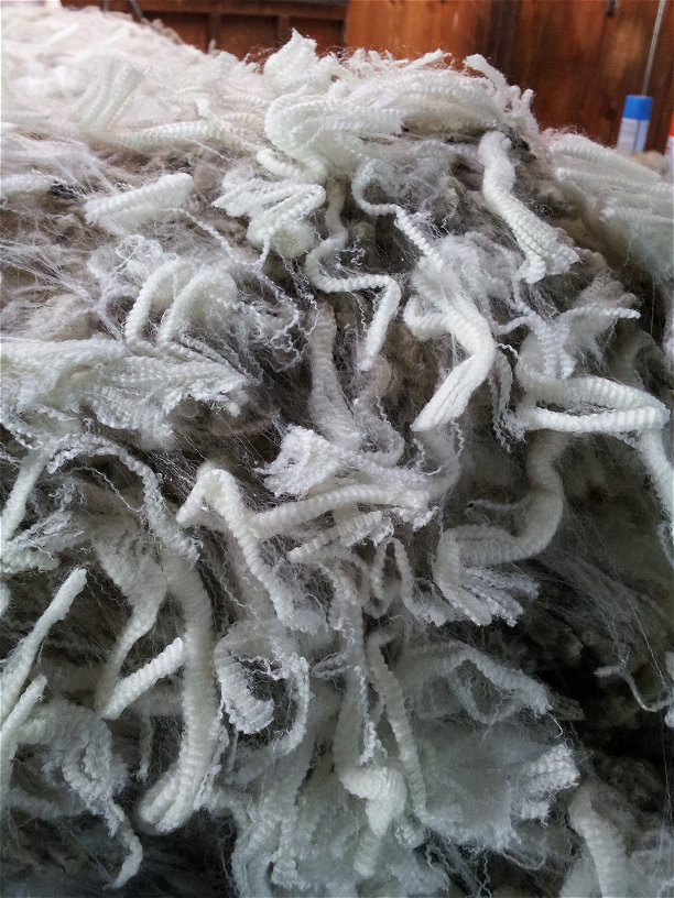 Merino – Beersheba Farm