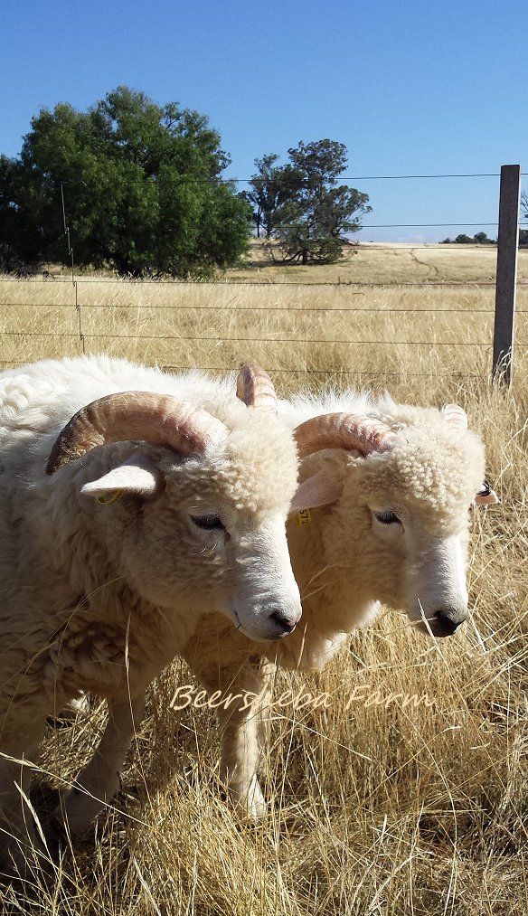 Contact Us – Beersheba Farm